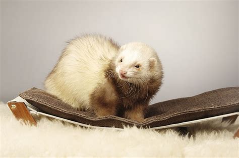 Cinnamon Ferret Info Care Pictures Habitat And Traits Hepper Pet
