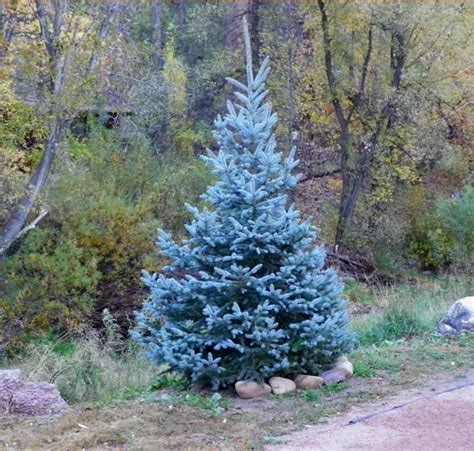 Ель голубая (Blue Spruce) — Живые елки в Калининграде