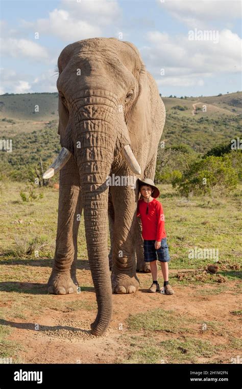 African Bush Elephant Next To Person