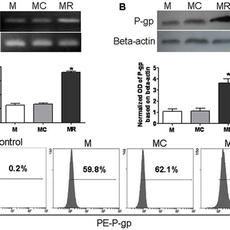 A Rt Pcr And B Western Blot Analyses For P Gp Expression Induced By