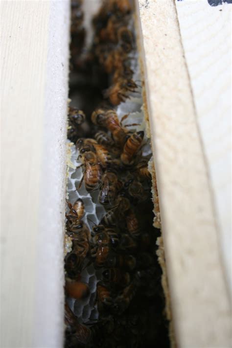 Beepocalypse Lesson Learned Bens Blog