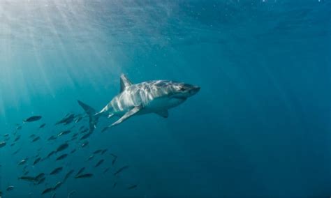 Where Do Great White Sharks Live Explore Their Habitat And Range In