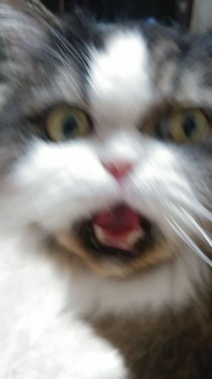 Funny Reactions Tumblr