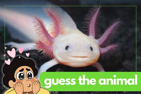 Animal Quiz What Animal Is This Triviacreator