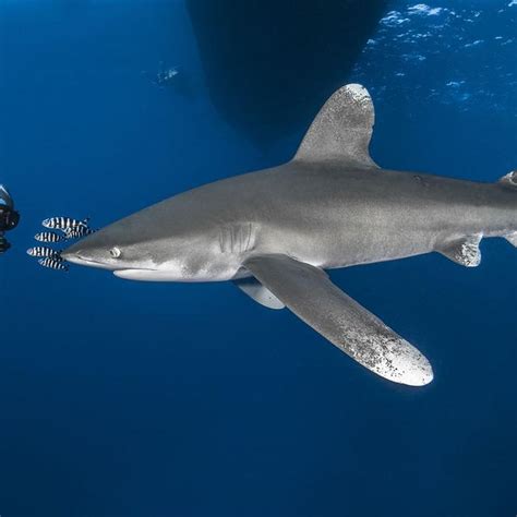 Définition Ophidiophobie Quest Ce Que Cest Futura Santé