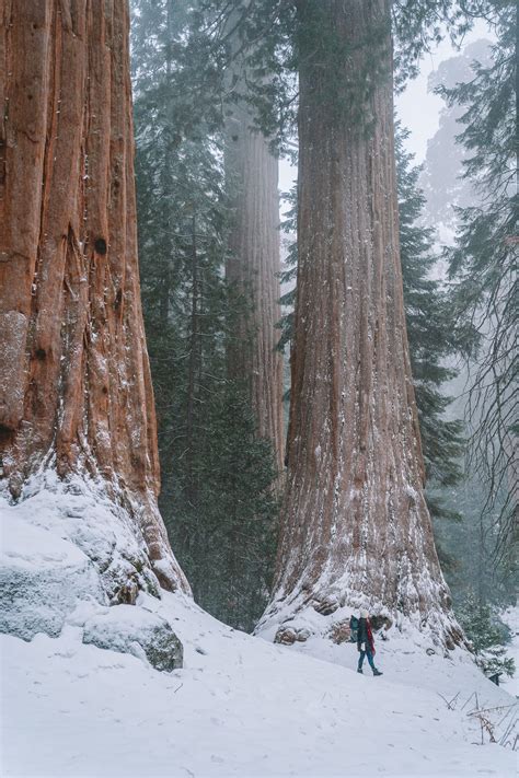 What To Know Before Visiting Sequoia National Park In Winter