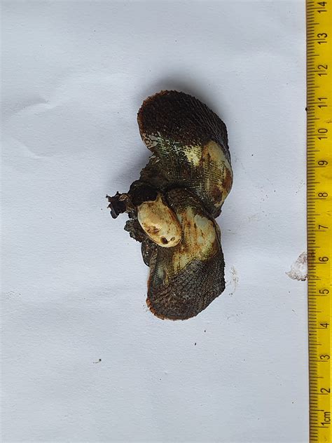 mollusca object detection dataset and pre trained model by mollus