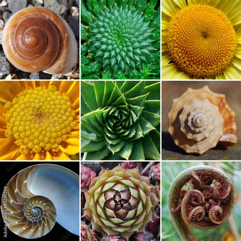 What Is The Fibonacci Sequence At Phillip Danforth Blog