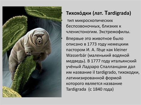 Тихохо́дки - презентация онлайн