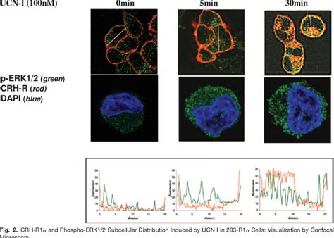 Figure 1 From Identification Of Signaling Molecules Mediating Corticotropin Releasing Hormone