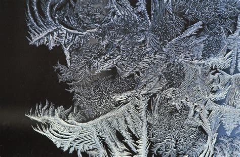 무료 이미지 분기 감기 화이트 창문 서리 얼음 무늬 겨울 왕국 회색 미술 그림 디자인 겨울 마술 에이스 크리스 스타 렐 결정체 단단한 스캔