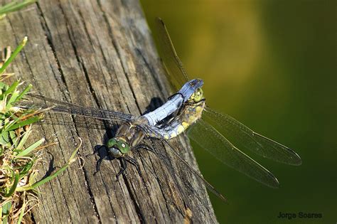 Libelinhas Momentos E Olhares