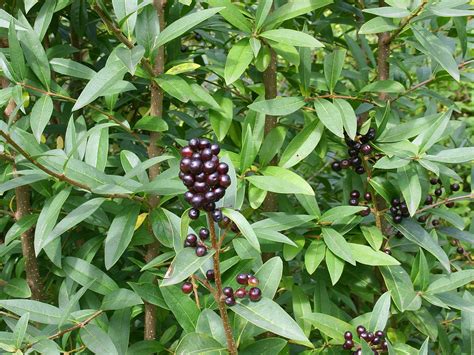 Japanese Privet Tree Berries