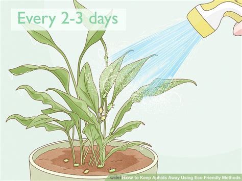 3 Ways To Keep Aphids Away Using Eco Friendly Methods Wikihow Artofit