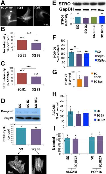 Creating A “ Plasticity System ” A À C In Fl Uence Of β 1 Download Scientific Diagram