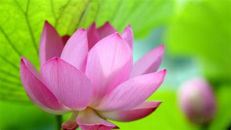 4k植物壁纸 4k植物桌面图片 极品壁纸