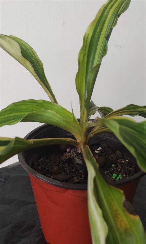 Variegated Chlorophytum Orchidastrum Fire Flash Furniture And Home Living Gardening Plants