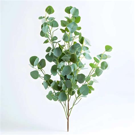 A Bunch Of Twigs Green Eucalyptus And Leaves Isolated On White