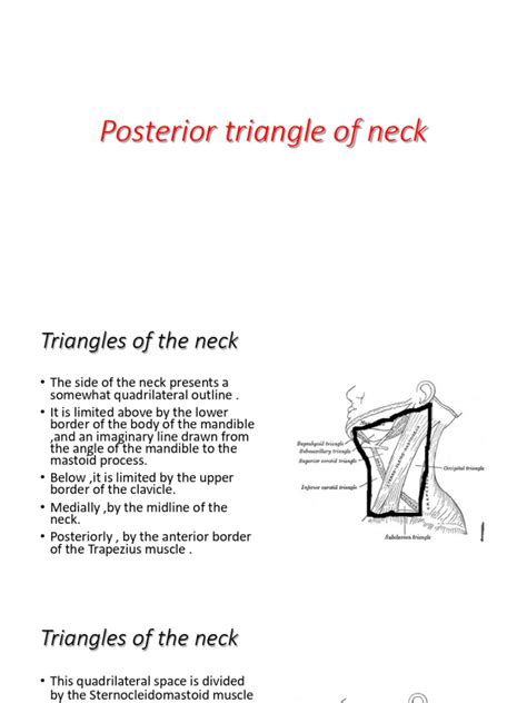 Anatomy Of The Posterior Triangle Of Neck Pdf Neck Primate Anatomy