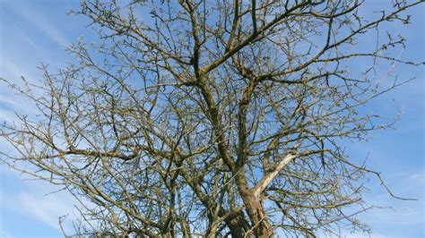 Bare Branches Of Dead Tree Background Blue Sky Nature Landscape Spring