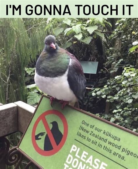 Bird Memes That Arent Just For Avian Enthusiasts