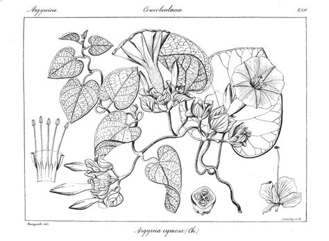 Argyreia Cymosa Coloring Page Free Printable