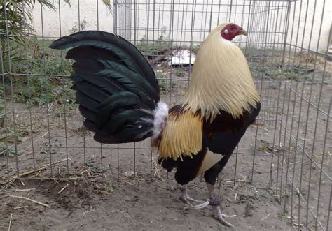 Tipos De Navajas Para Gallos De Pelea ¿cuál Elegir