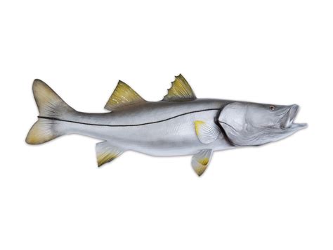 Snook South Florida Fish Mounts