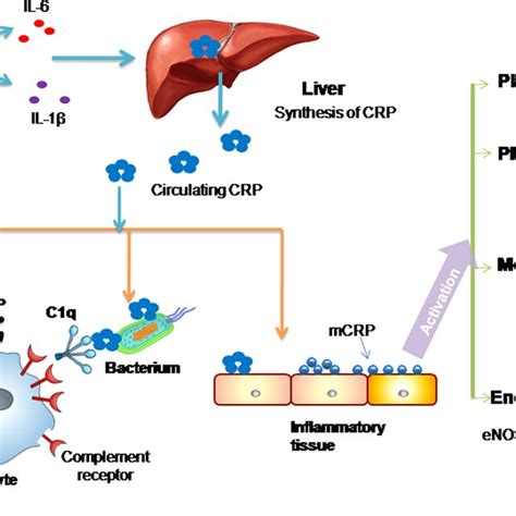 Crystal Structure Of Crp Complexes With Pch The Crp Pch Complex Was Download Scientific