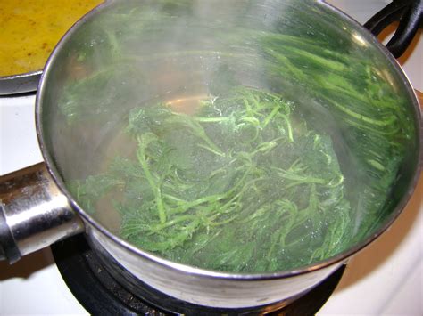 Fiddlehead Ferns Our Tiny Homestead