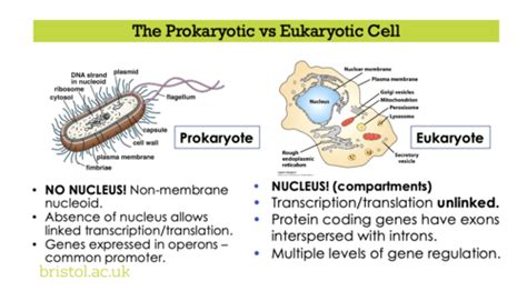 Eukaryotic Genome Architecture Flashcards Quizlet