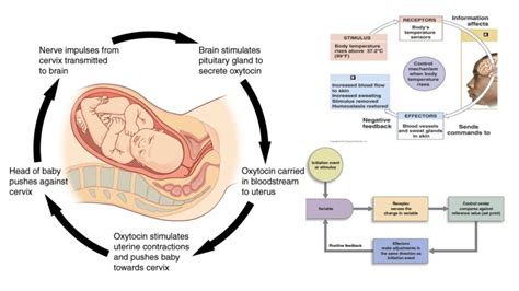 Positive Feedback Loop Examples