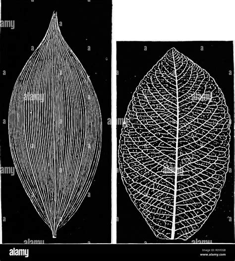 Examples Of Parallel Venation Leaves Neet Bio Morphology In Plants