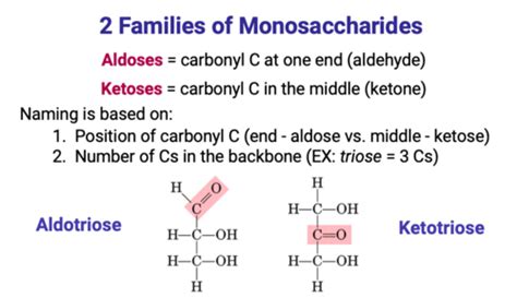 MCDB 310 Exam 2 Study Guide Carbohydrate Structure And Function