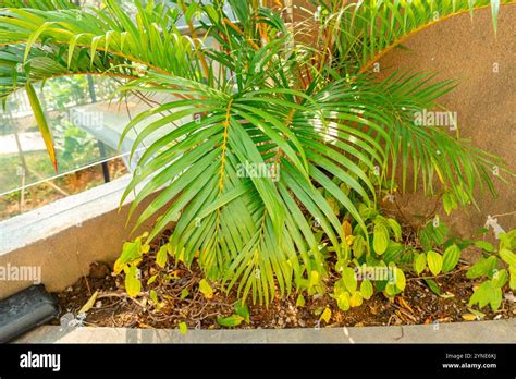 Areca Palm Trees Tropical Gardens With Luxuriant Dypsis Lutescens Or