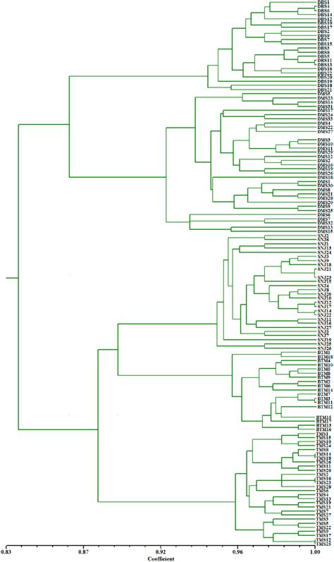 Upgma Dendrogram For All Individuals Of C Japonicum Download Upgma Dendrogram For All Individuals Of C Japonicum Download