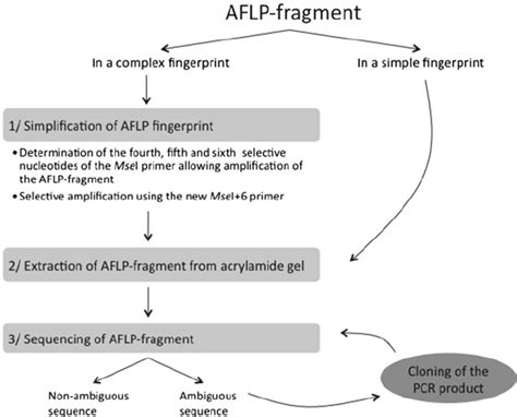 Different Steps Of Method 1 Aiming To Determine The Sequence Of An Aflp