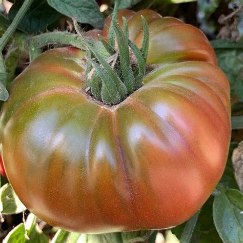 Black Pineapple Ananas Noire Tomato Seeds Organic Etsy