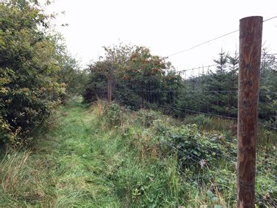 Deer Tree Shelter Hare And Deer Fencing Scheme Teagasc Agriculture And Food Development