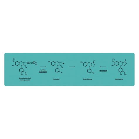 Metabolitleri Free Stock Vectors