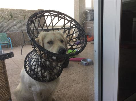 Comments By Extra Long Pubes