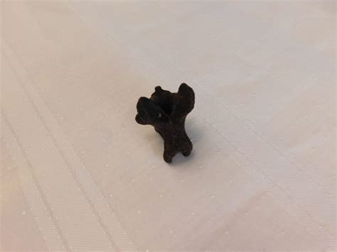 Turtle Vertebra Fossil Fossils And Artifacts For Sale Paleo Enterprises