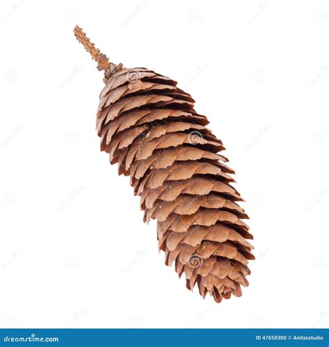 Spruce Tree Cone Or Picea Abies Stock Photo Image Of Object Design