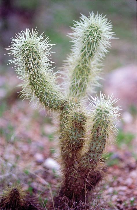 Caryophyllales Flowering Succulent Carnivorous Britannica