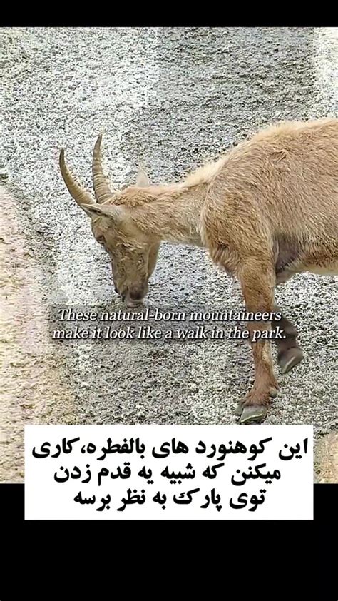کلیپ نگاهی به قدرت فوق العاده بزهای کوهی