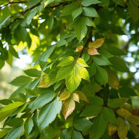 Tips For Selecting The Right Tree Species For Your Climate A Practical