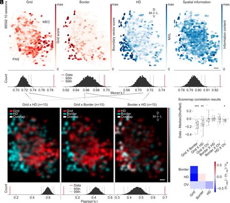 Functional Network Topography Of The Medial Entorhinal Cortex Pmc
