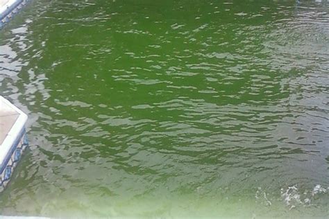 How To Get Rid Of Algae In A Pool Naturally Without Chemicals Dengarden