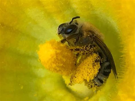 ‘bee Safe Pesticides Not So Safe For Wild Bees U Of G Study Reveals