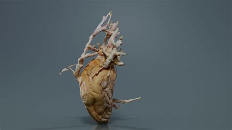 3d Shriveled Potatoe 9 Remastered Model Turbosquid 2362479